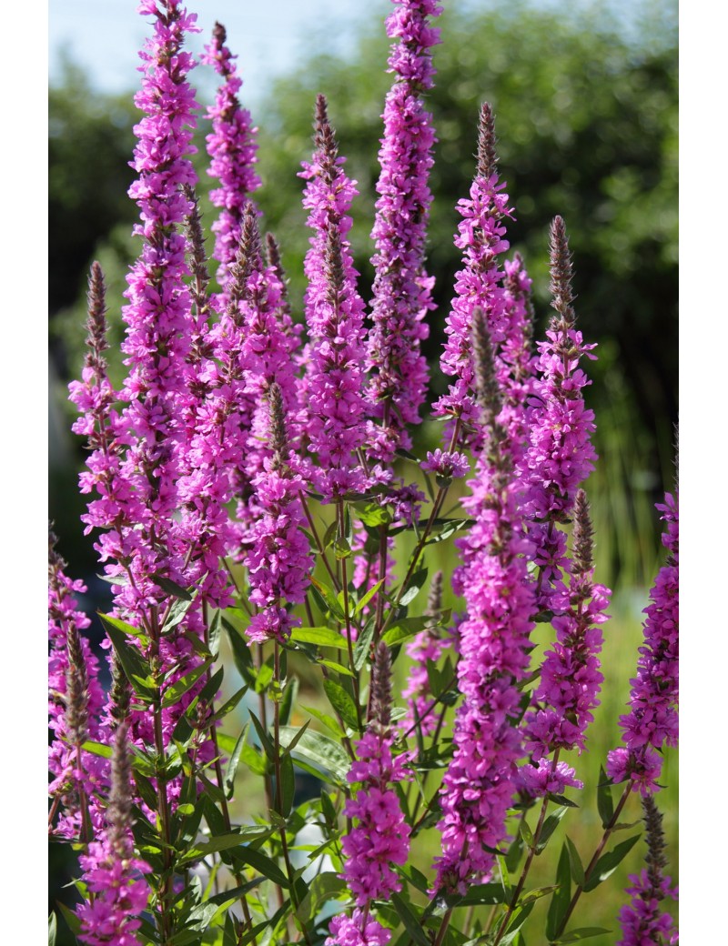 Lythrum salicaria - krwawnica pospolita - Water and Garden