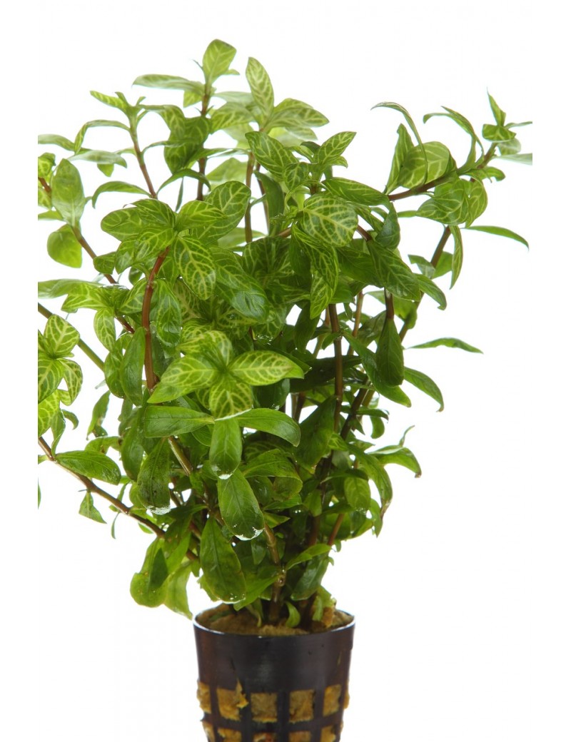 Hygrophila polysperma rosanervig - Water and Garden